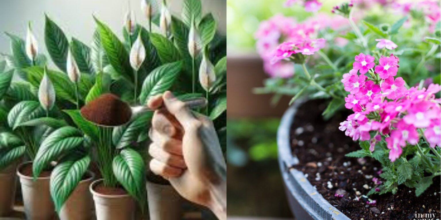 The Secret to Keeping Your Plants Blooming All Year Long: A Simple ...