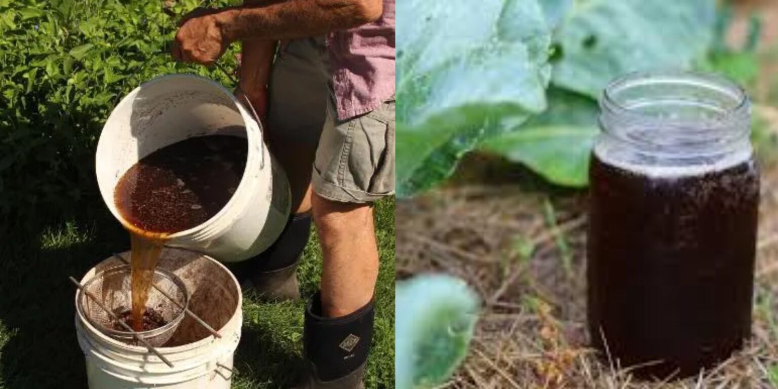 The Only Compost Tea Recipe You’ll Ever Need: A Complete Guide for ...