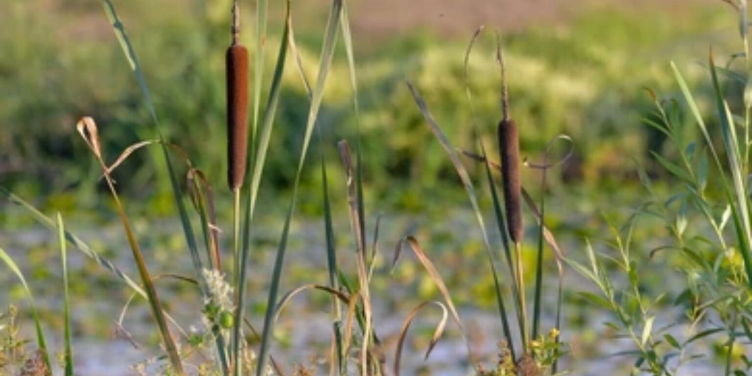 The Hidden Gem in Your Garden: Why You Should Pick These Weird Corn Dog ...