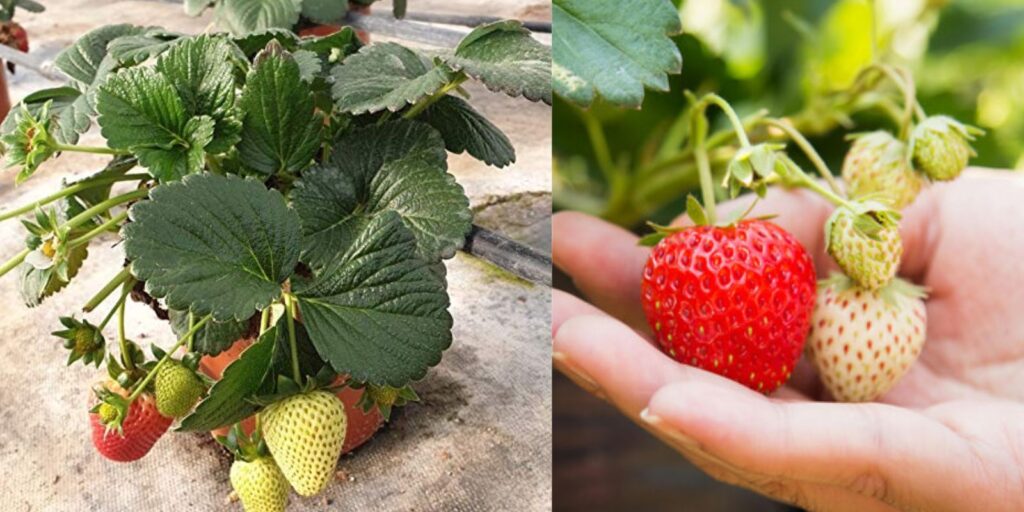 The Ultimate Guide to Strawberry Pruning: Why, When, and How to Do It ...