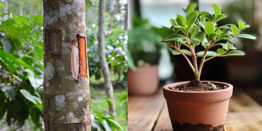 Cultivating a Cinnamon Tree at Home: A Comprehensive Guide - Natural ...