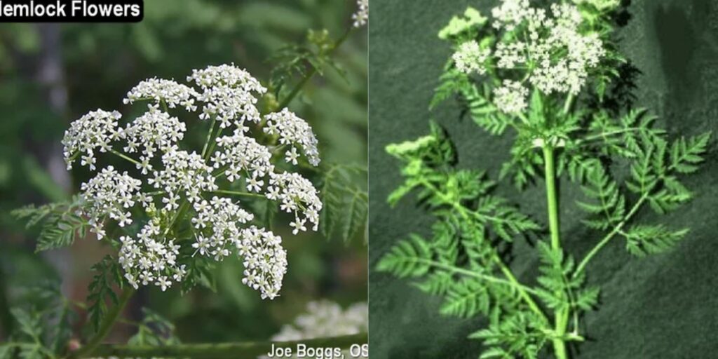 The Hidden Dangers of Common Plants: Most People Have No Idea How ...