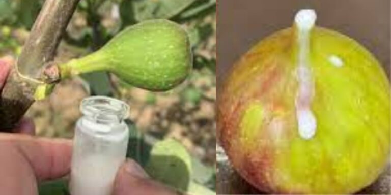 The Hidden Value of Fig Sap: A Garden Secret Worth Its Weight in Gold ...