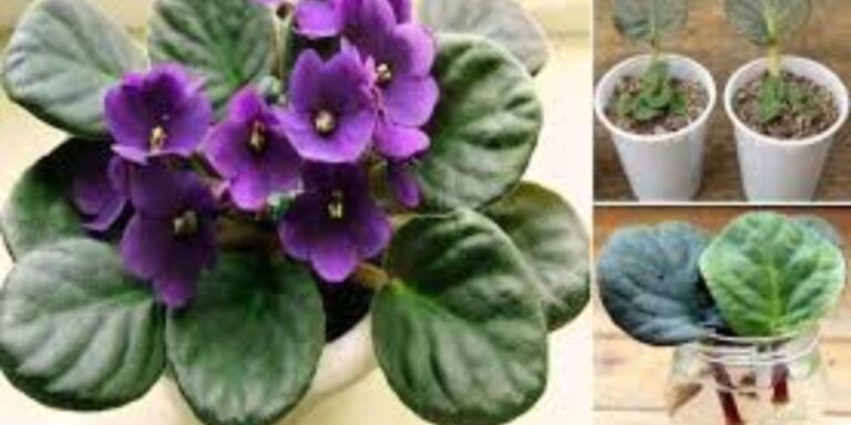 The Ultimate Guide to Propagating African Violets from a Leaf: Easy and ...