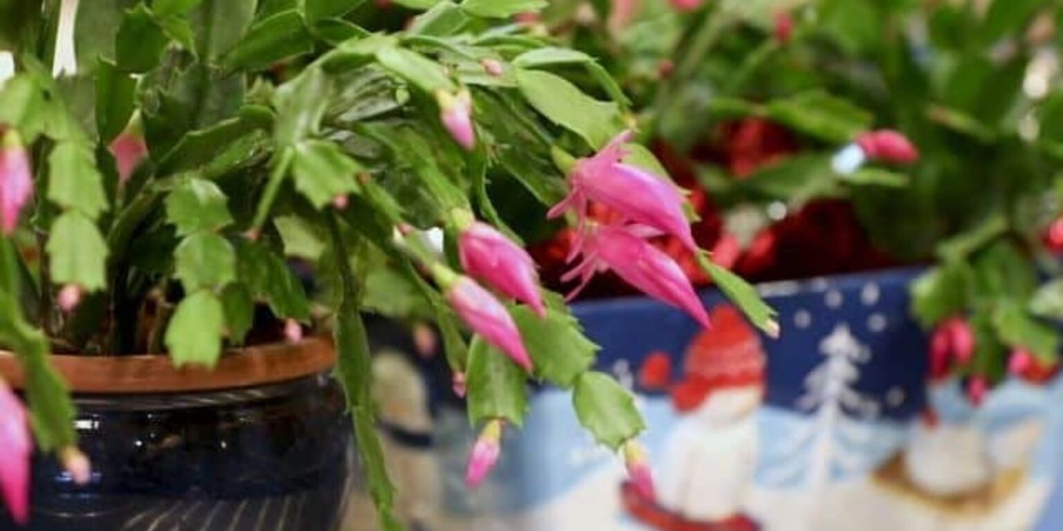 "How to Make Your Christmas Cactus Bloom All Year Long: A Complete ...