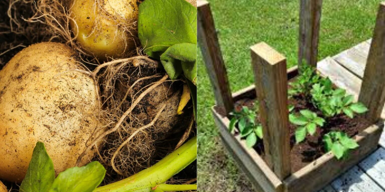 How to Build a Potato Tower: The Ultimate Guide to Growing Potatoes in ...