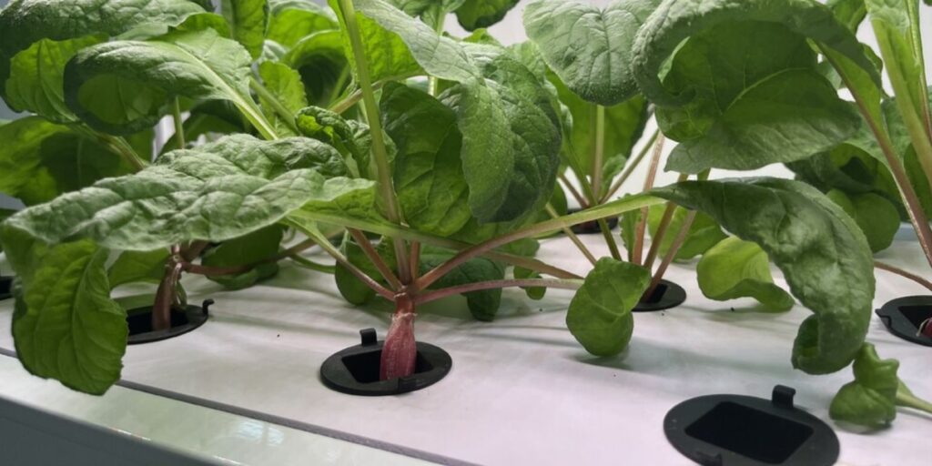 Hydroponic Radishes: A Complete Guide to Growing Crisp, Flavorful ...