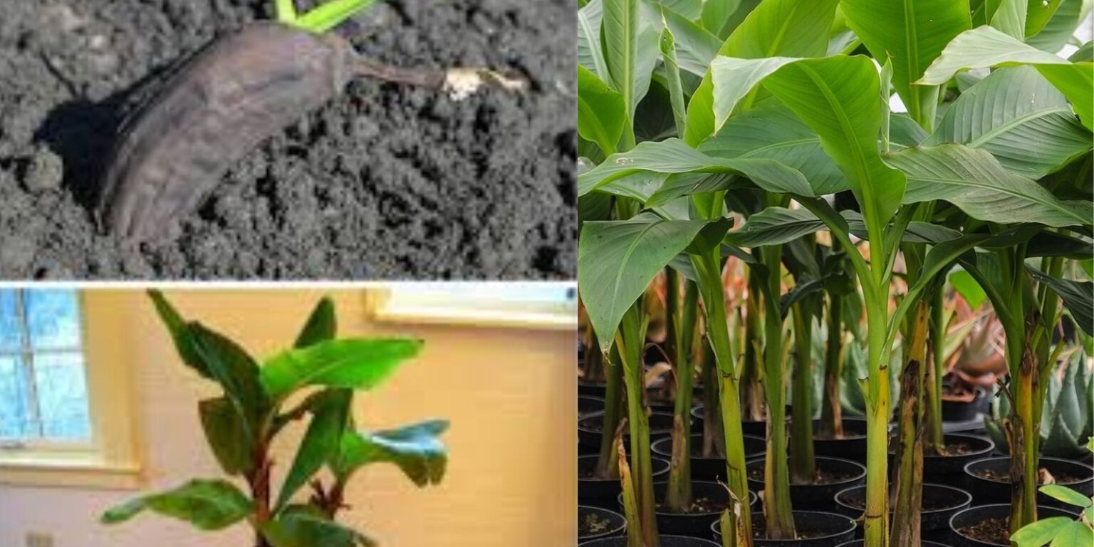 How to Grow Banana Trees in Pots: A Complete Guide for Beginners ...