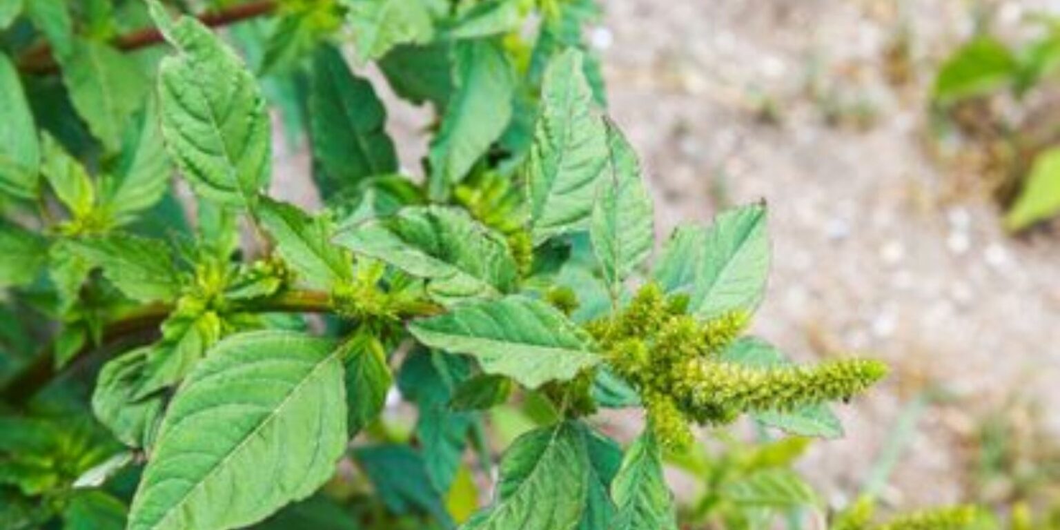 Pigweed: The Underappreciated Powerhouse Plant Everyone Should Know ...
