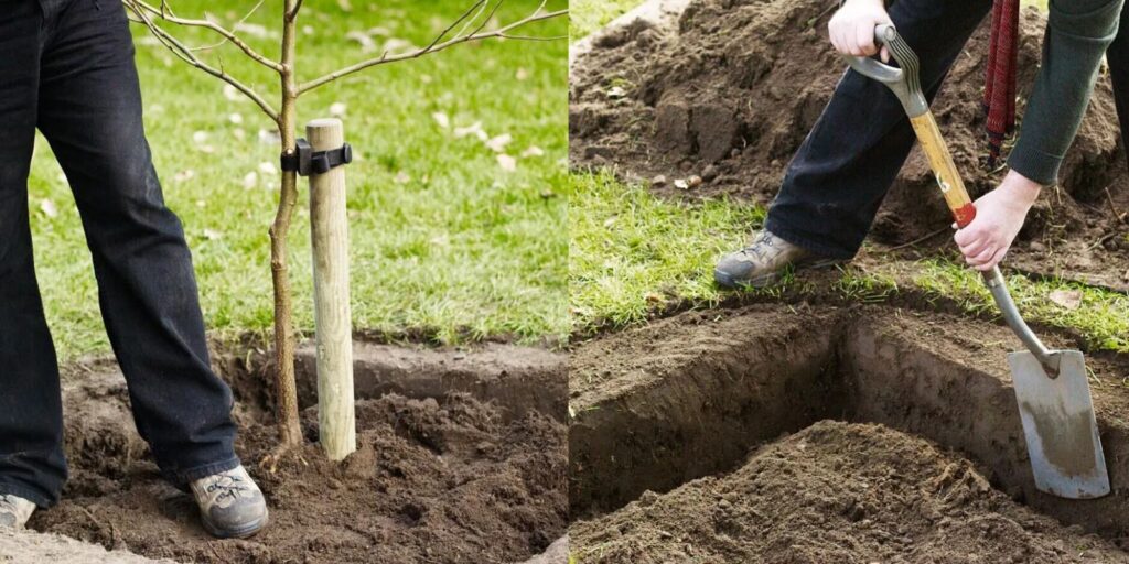 The Perfect Time to Plant a Tree: Here's How to Do It Right! - Natural ...