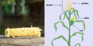 How to Make the Most of Corn Cobs: Eco-Friendly Uses and Creative Ideas ...