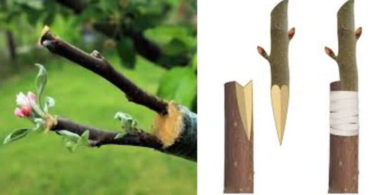 Mastering the Art of Grafting Apple Trees: The Ultimate Guide to Timing ...