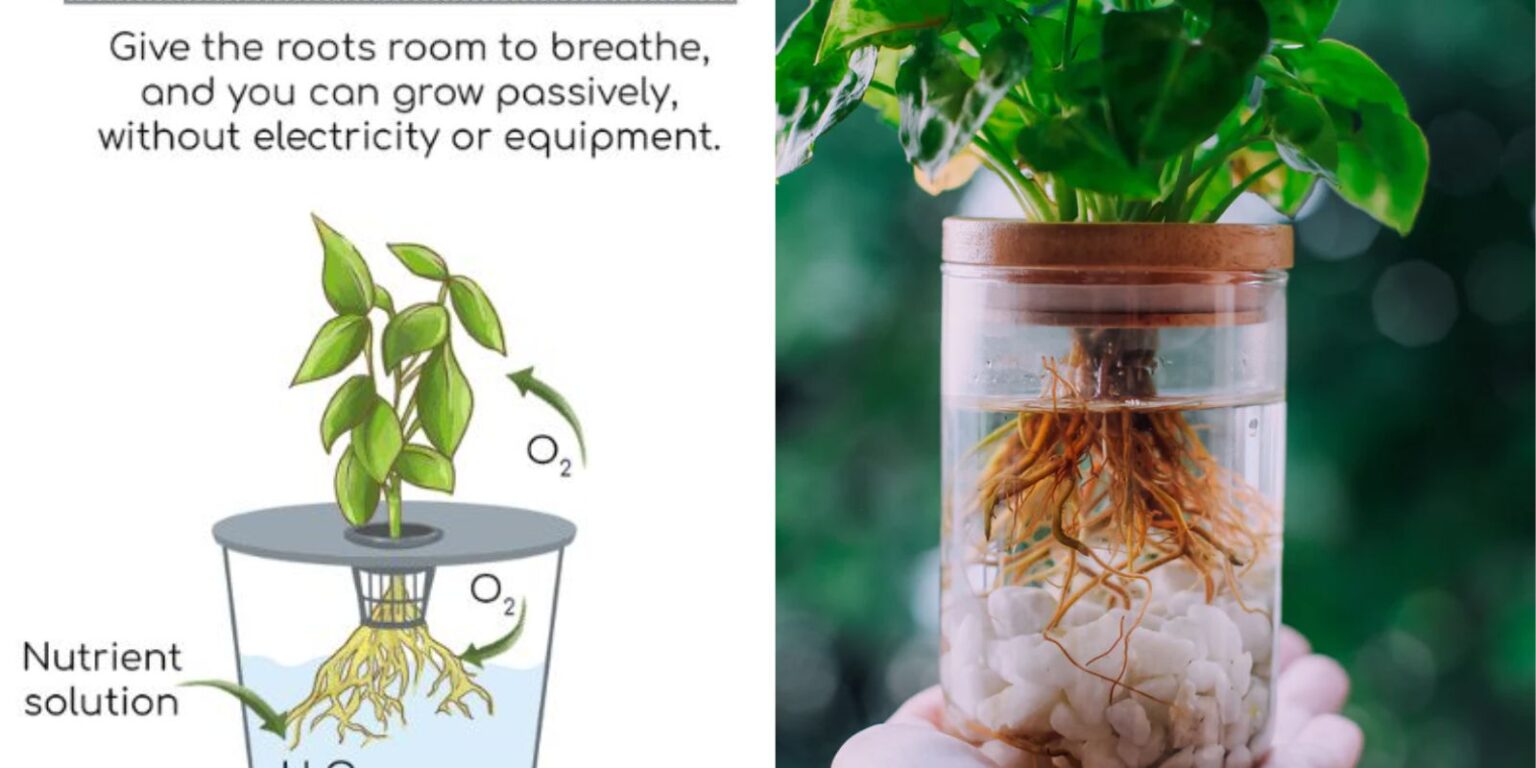 Kratky Method: A Beginner’s Guide to Passive Hydroponics - Natural ...