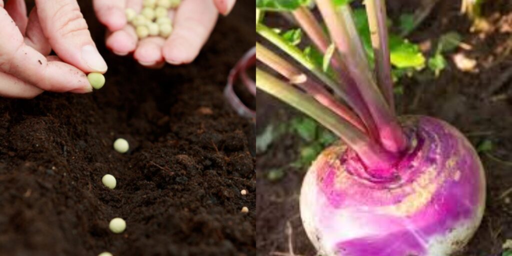 Growing Turnips from Seed: A Complete Guide to Planting, Maintaining ...