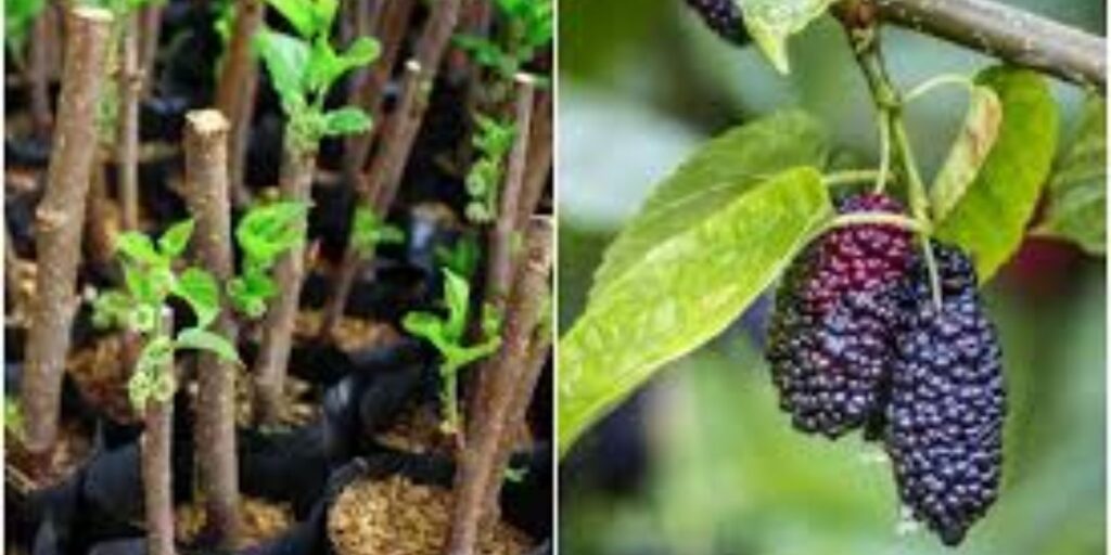 11 Reasons to Plant a Mulberry Tree and Complete Care Guide - Natural ...