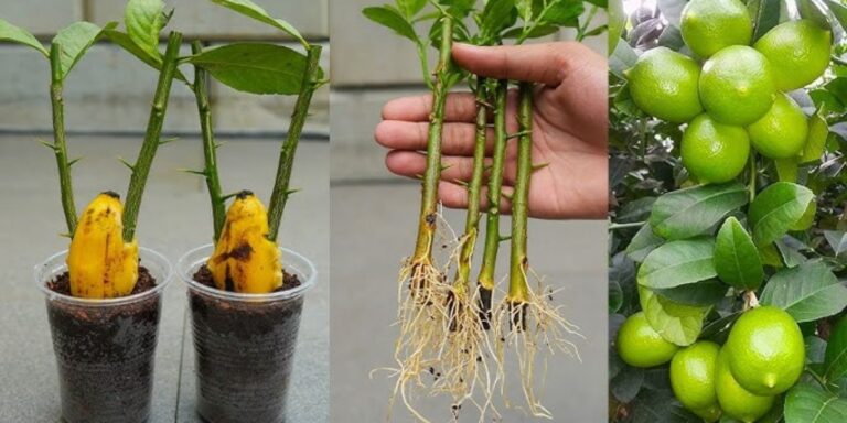 A Complete Guide to Propagating Lemon Trees from Cuttings: Tips and ...