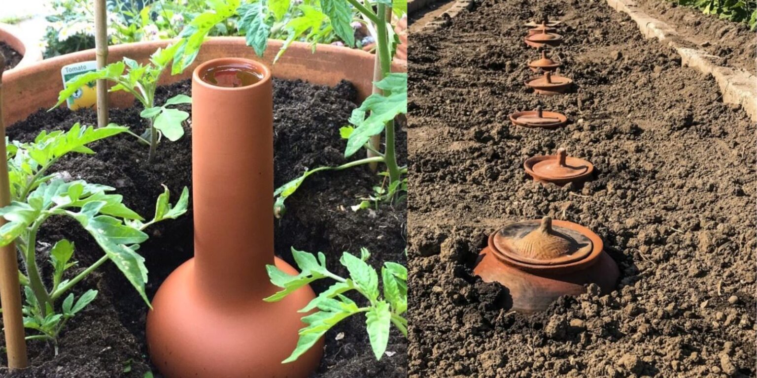 The Ancient Art of Olla Pot Irrigation: A Water-Saving Gardening ...