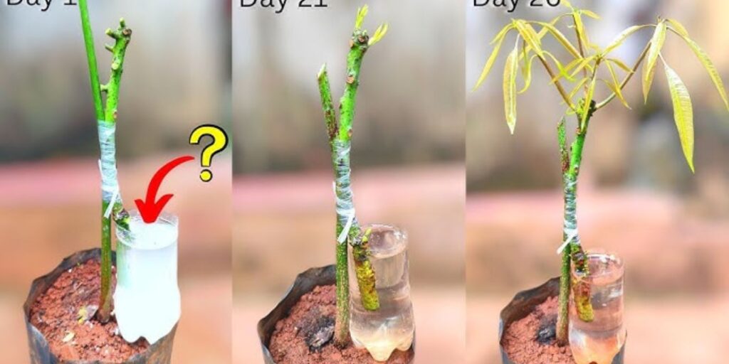 The Art Of Grafting Mango Trees A Simple And Effective Method For Fruitful Gardens Natural 