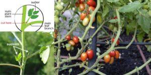 The Ultimate Guide to Pruning Tomatoes: How and When to Prune for Maximum Yield - Natural Garden ...