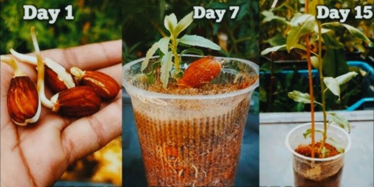 How to Grow an Almond Tree from Seeds at Home: A Comprehensive Guide ...