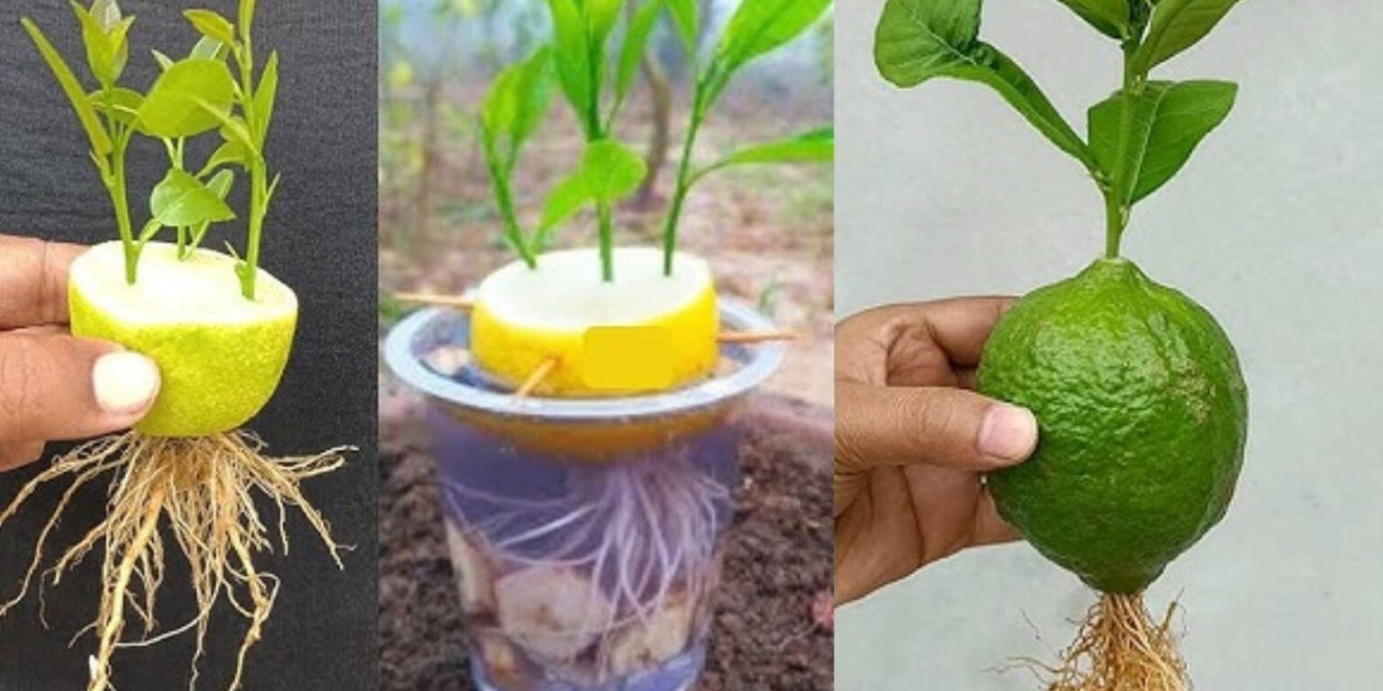 How to Grow Lemons from Lemon Fruits: A Comprehensive Guide to Growing Your Own Citrus Tree ...