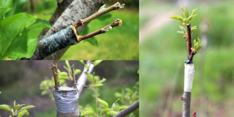Mastering the Art of Grafting Fruit Trees: A Comprehensive Step-by-Step ...