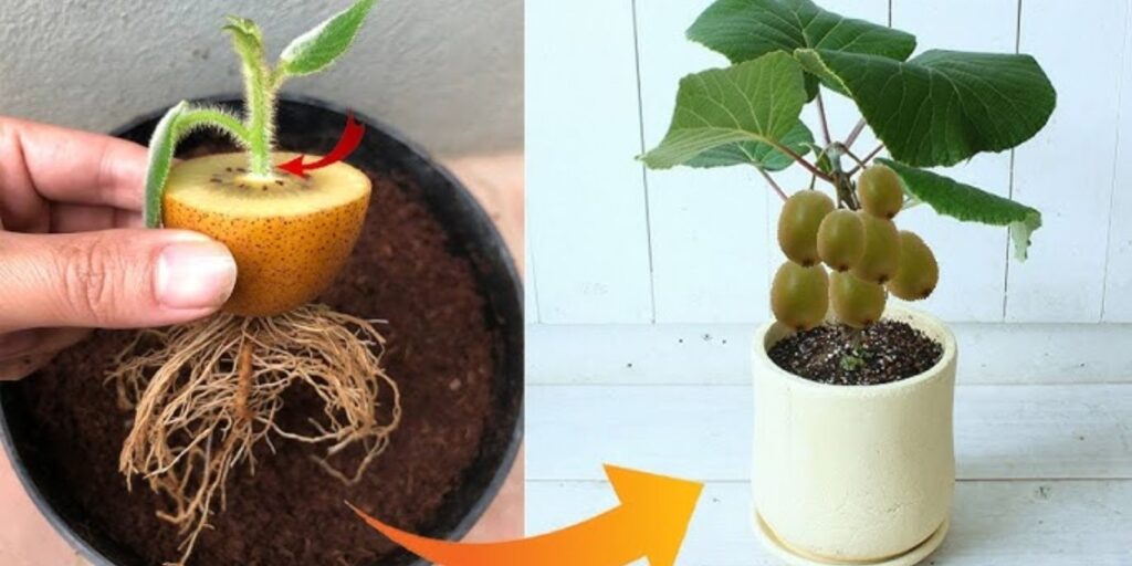 How to Grow Kiwi Plants from Kiwi Fruit: A Step-by-Step Guide - Natural ...
