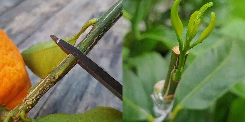 Mastering the Art of Grafting a Lemon Tree: A Step-by-Step Guide to Success - Natural Garden Tips