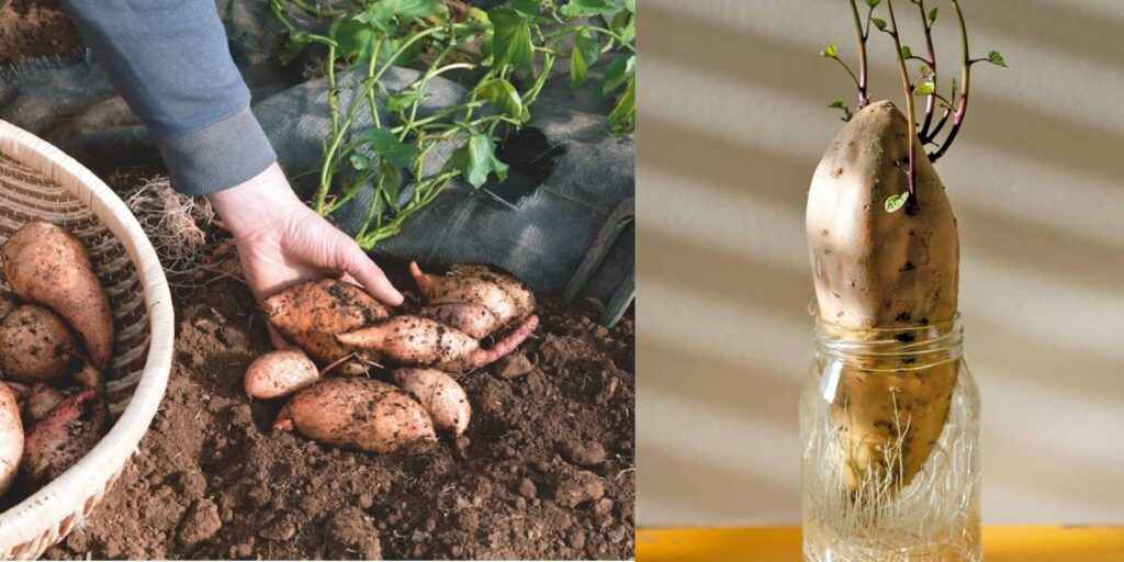 How to Grow Sweet Potatoes at Home: A Complete Guide for Beginners - Natural Garden Tips