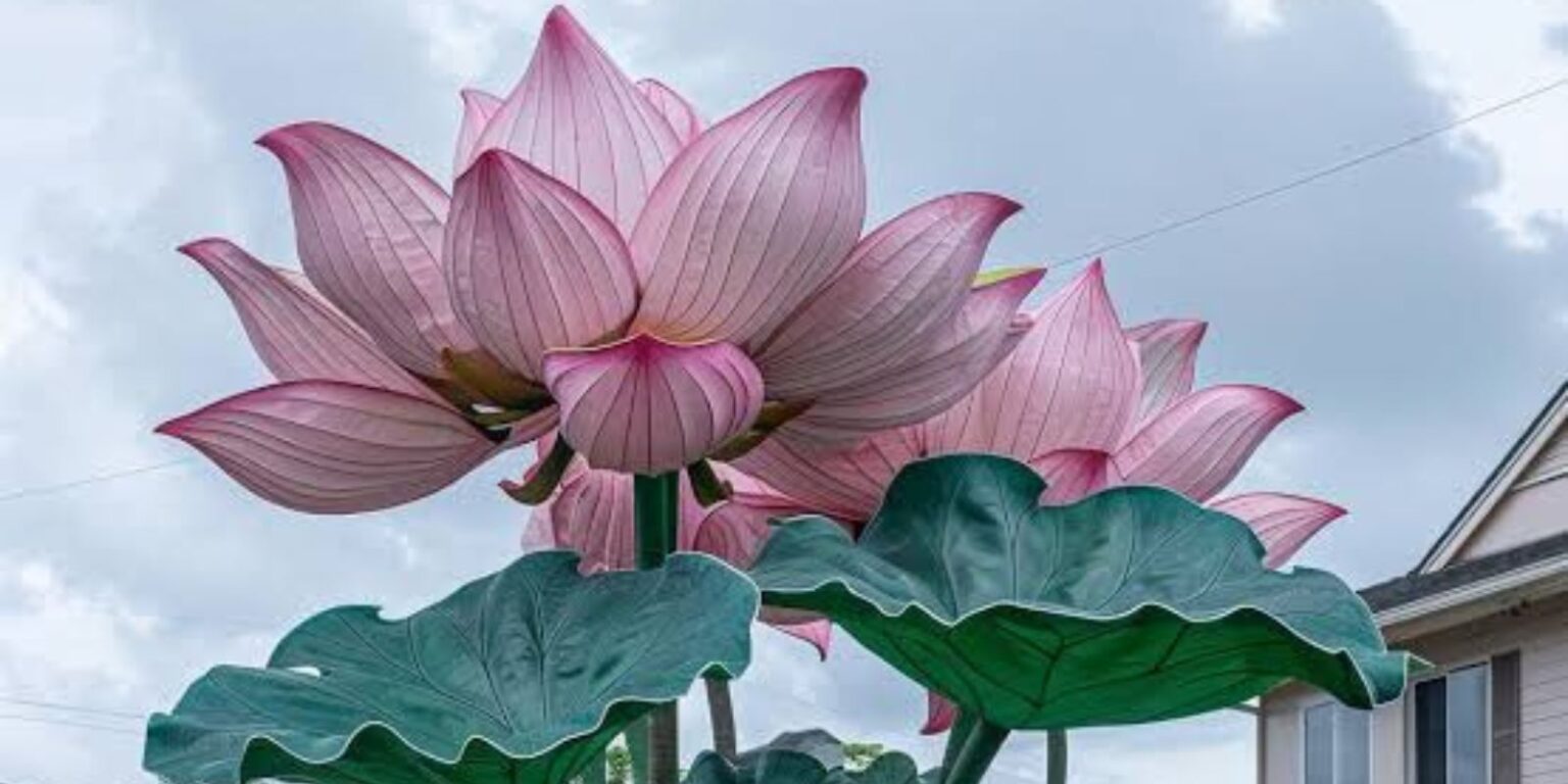 The Giant Purple Lotus Tree (Lotus 'Majestic Beauty'): A Bold Statement ...