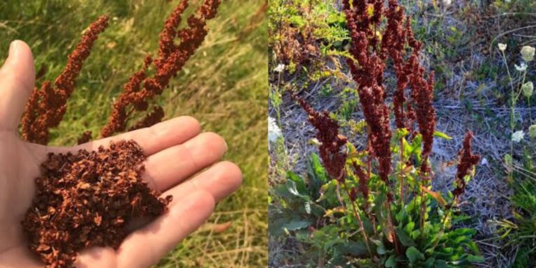 Harvesting and Using Dock Seeds: A Hidden Treasure of Nature - Natural ...