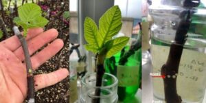 How to Propagate Fig Trees from Cuttings: A Step-by-Step Guide to ...