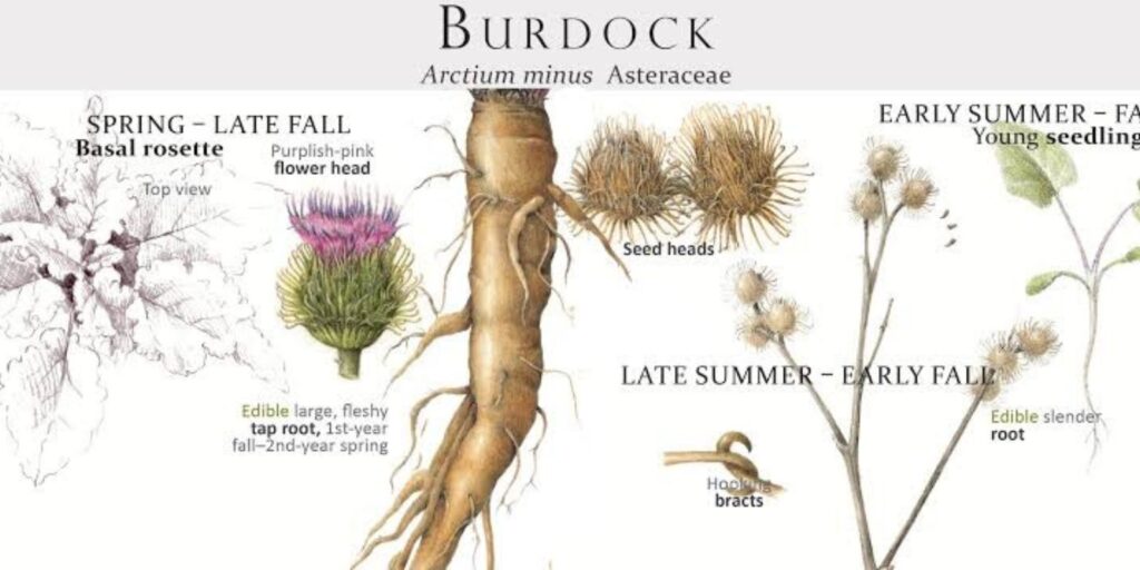 The Hidden Power of Burdock Roots: Why They’re the Most Important Part ...