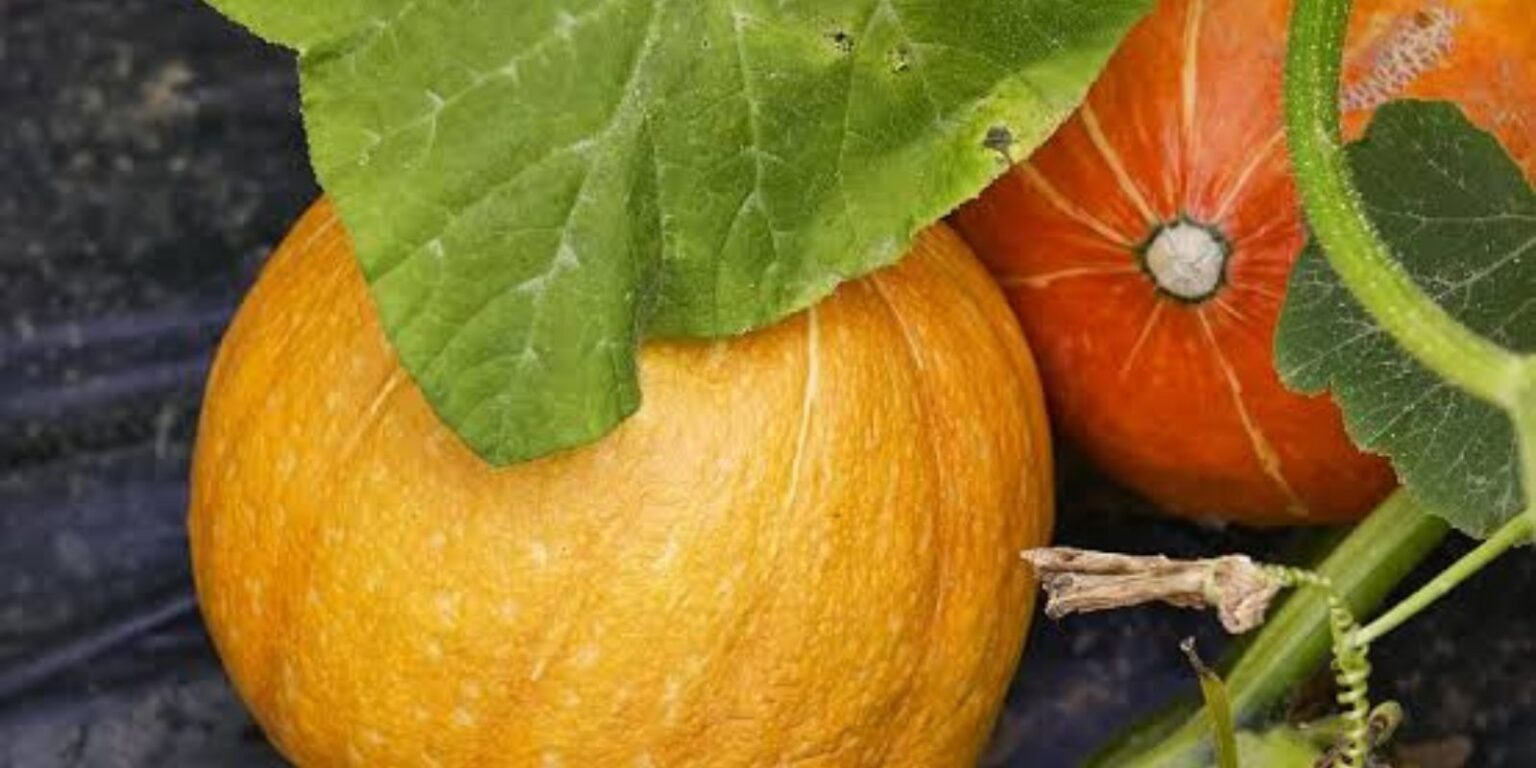 Growing Pumpkins at Home in Containers: A Complete Guide to a Thriving ...