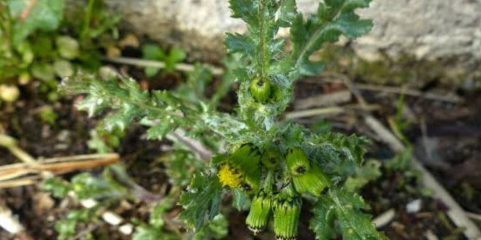 The Hidden Power of Groundsel: Nature’s Unpretentious Wonder for Your ...