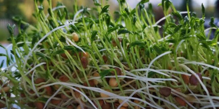 How to Grow Lentil Plants: A Complete Guide to Cultivating Your Own ...