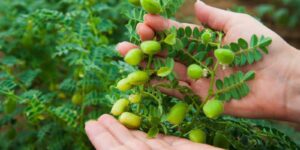 How to Grow Chickpeas: A Step-by-Step Guide to Thriving Garbanzo Plants ...