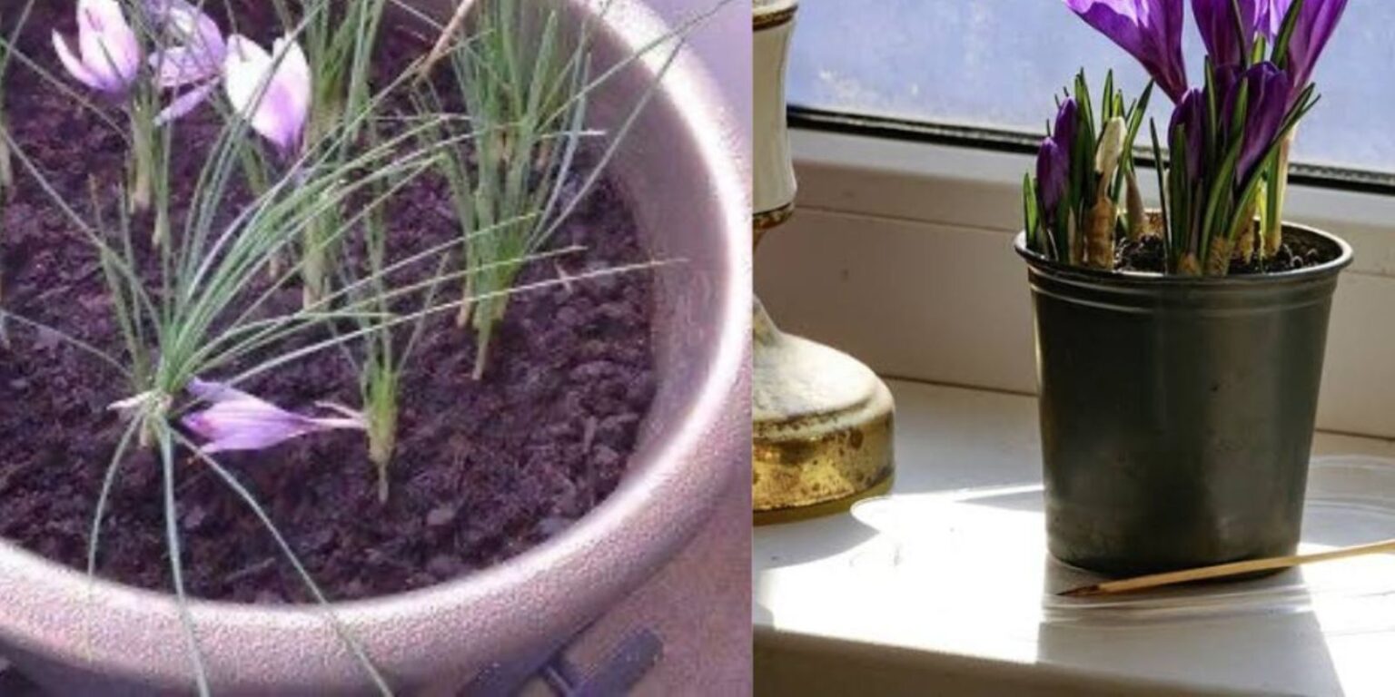 Growing Saffron Indoors: A Step-by-Step Guide to Cultivating Saffron ...