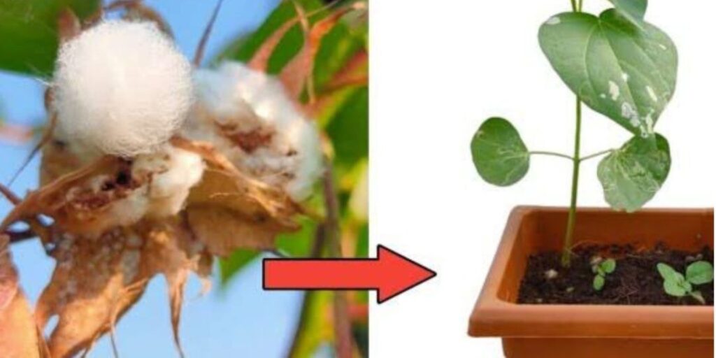 Growing Cotton: A Complete Guide on How to Plant, Grow, and Harvest ...