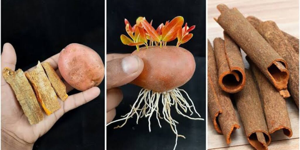 How to Grow Your Own Cinnamon: A Step-by-Step Guide to Cultivating ...