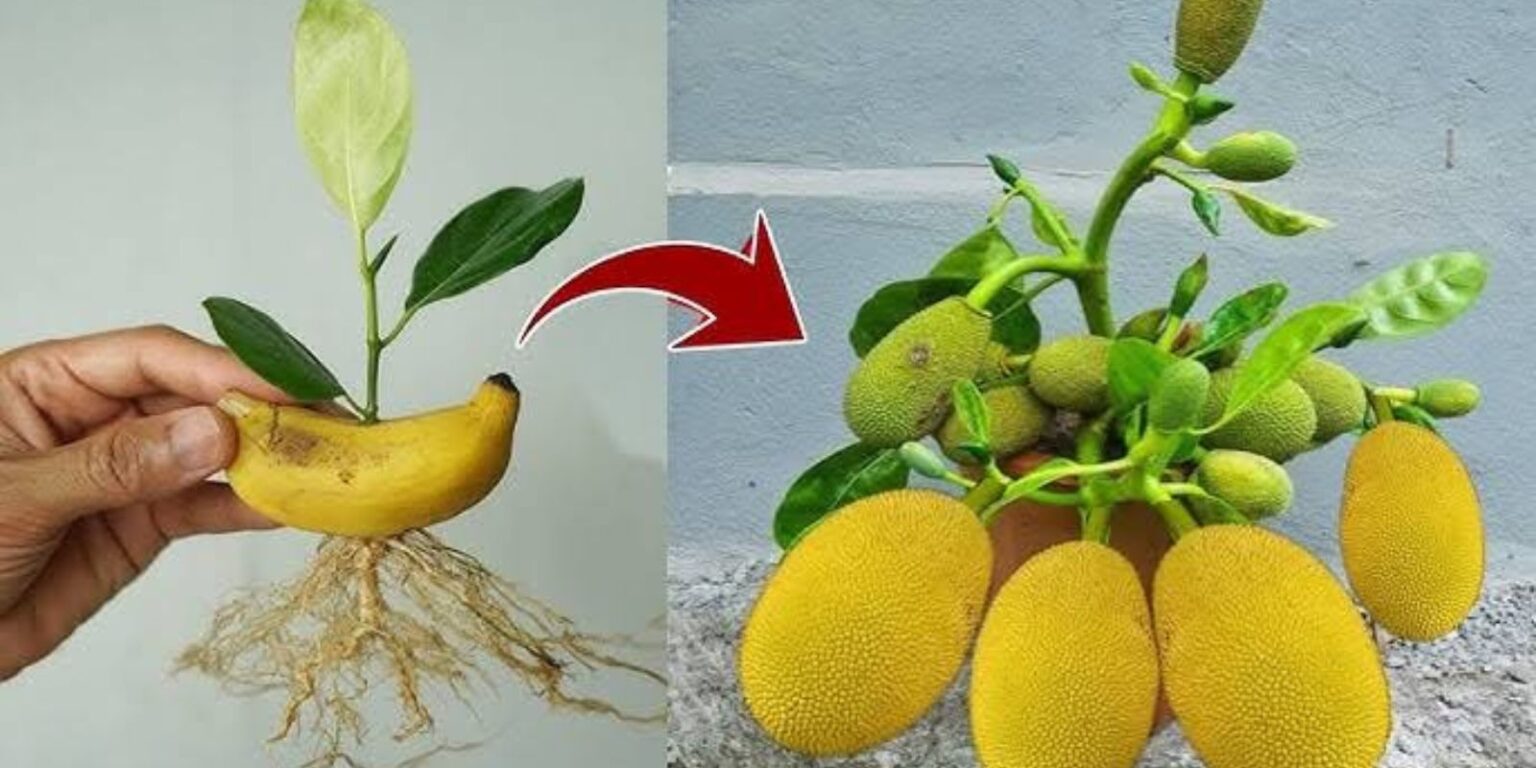 How to Grow Jackfruit Trees: A Complete Guide to Planting, Caring for ...