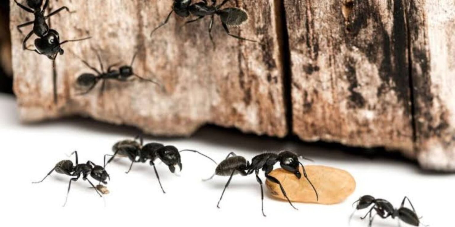 The Ultimate Natural Ant Killer: A Step-by-Step Guide to Eliminating ...