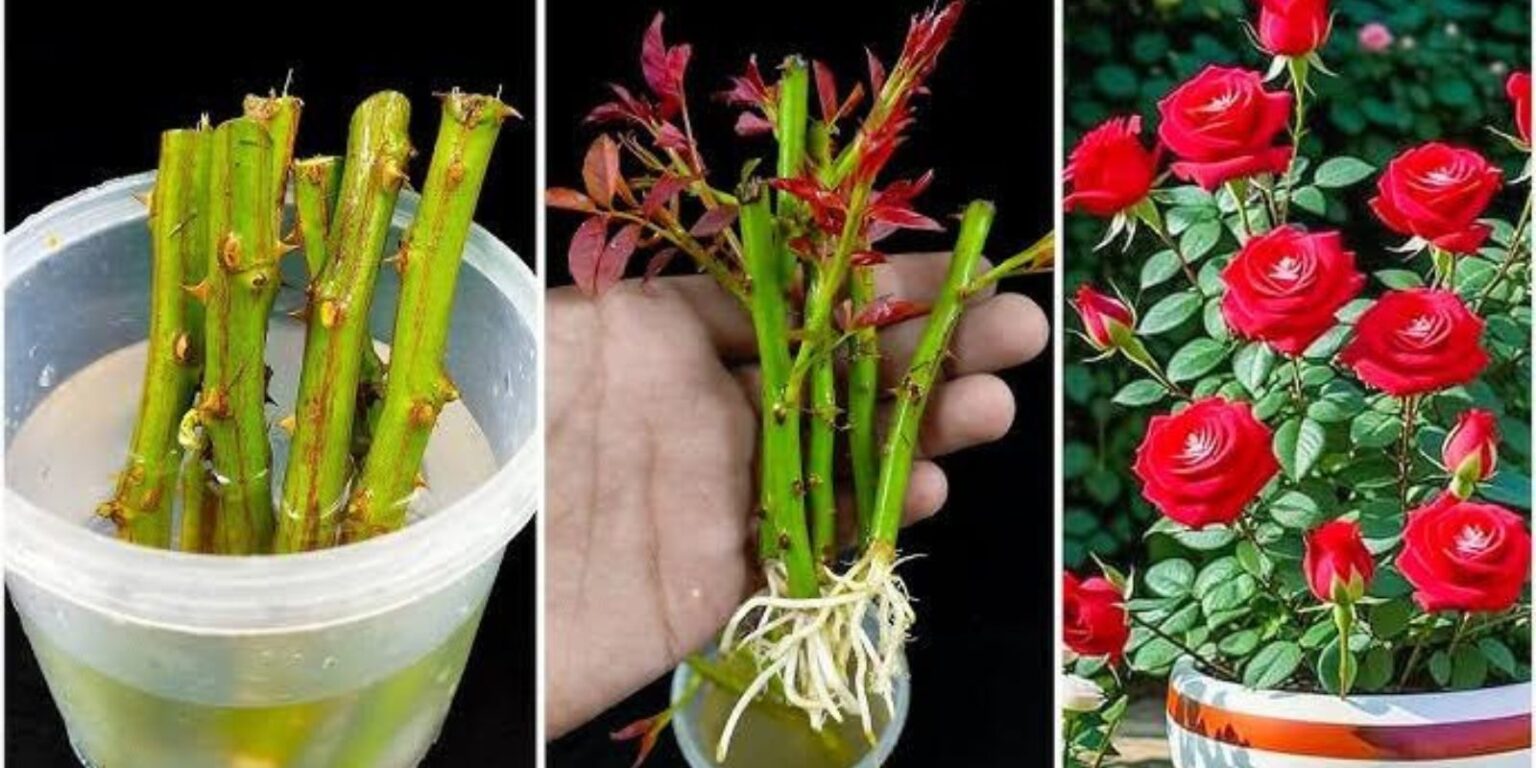 How to Grow and Care for Roses: A Complete Guide to Easy and Effective ...