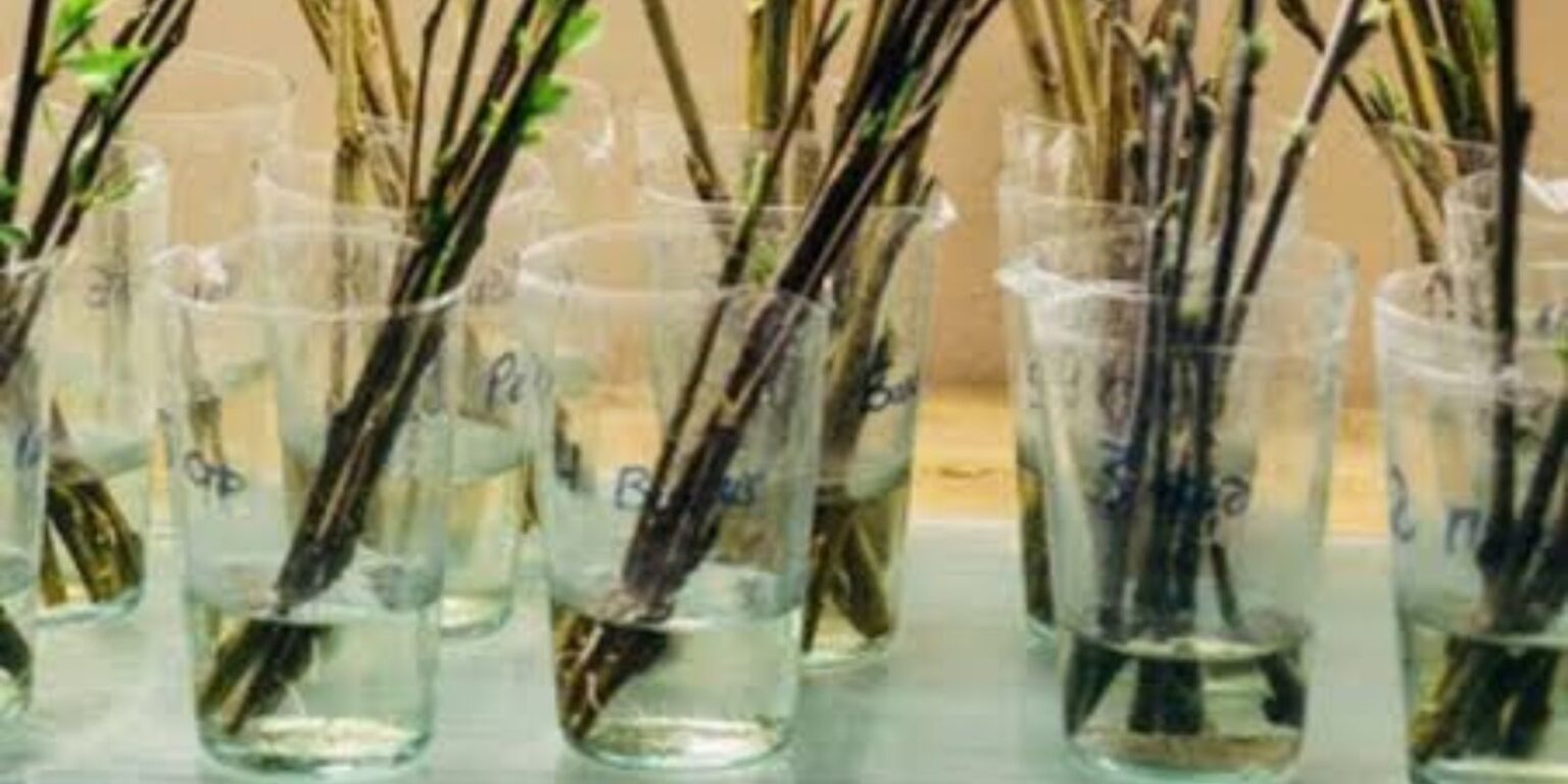"Boost Your Propagation Success: 5 Natural Rooting Hormones for ...