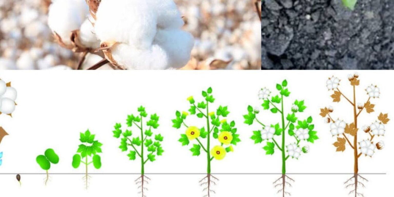How to Prepare Cotton Seeds for Planting: A Step-by-Step Guide to ...
