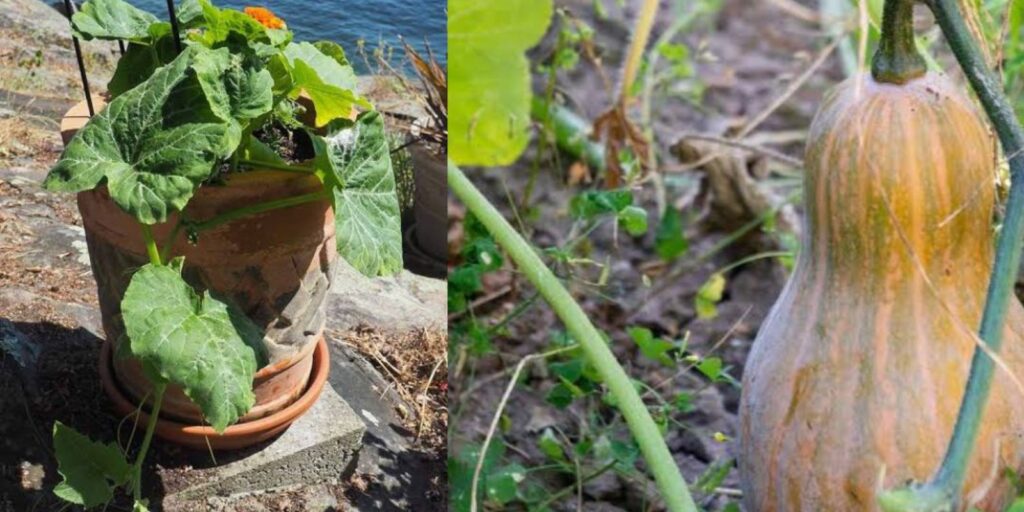 The Ultimate Guide to Growing Butternut Squash in Containers - Natural ...