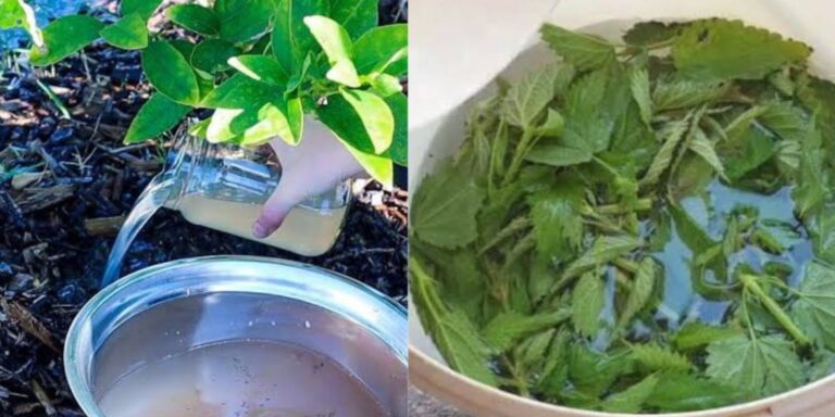 The Most Powerful Natural Fertilizer and Insecticide: Transform Your ...