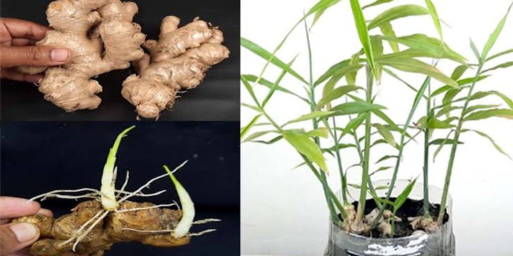 How to Grow Ginger in Water: A Beginner’s Guide to Soil-Free Gardening ...
