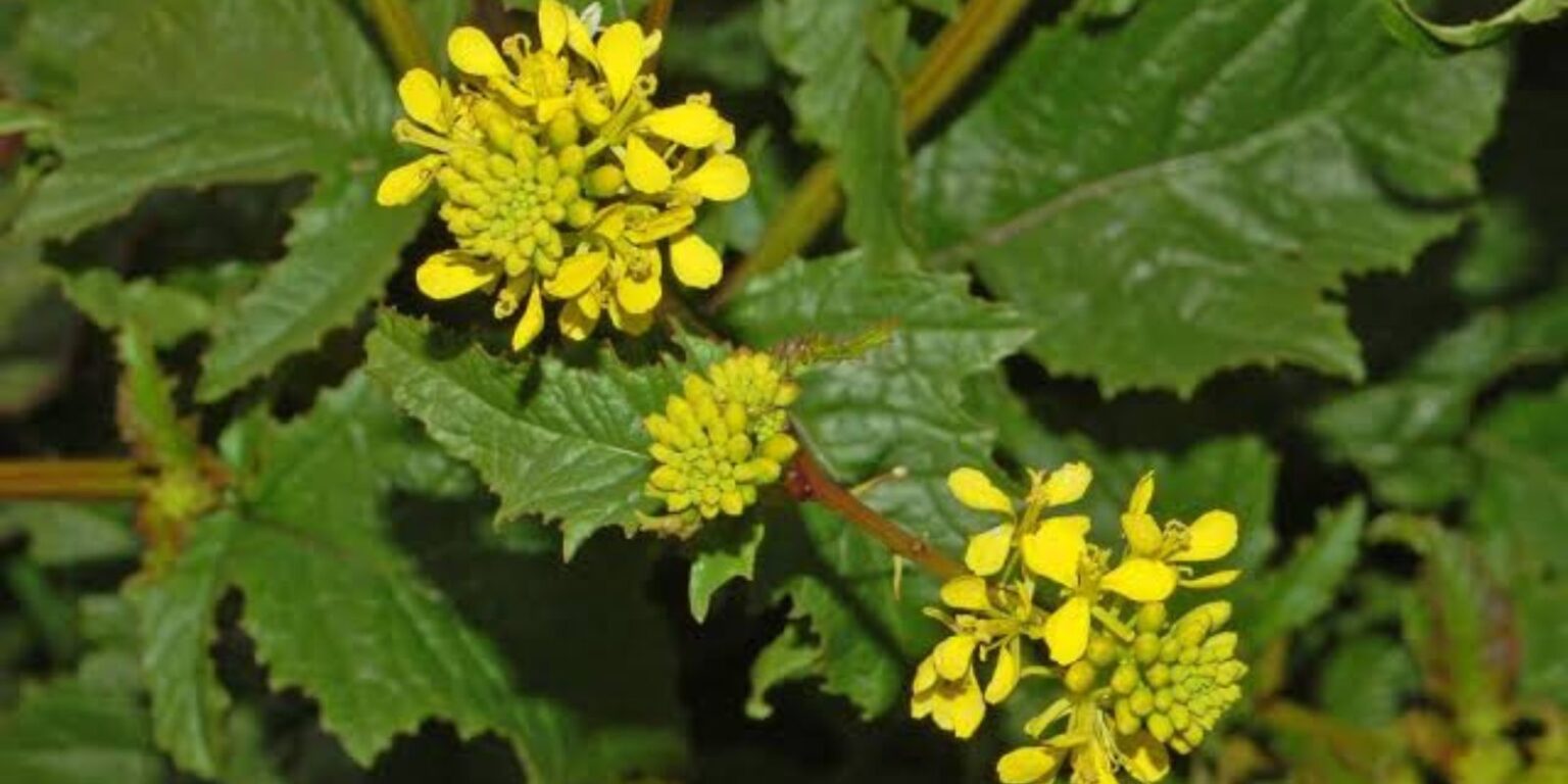 The Hidden Power of Wild Mustard: Nature’s Unseen Treasure - Natural ...