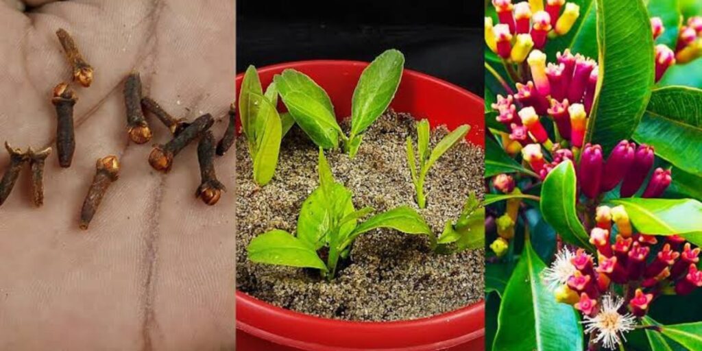 "Growing Cloves at Home: A Step-by-Step Guide from Seed to Spice ...